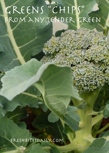 Beyond kale chips: Dehydrated chips from any tender green – Fresh Bites ...