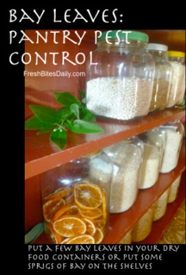 Bay Leaf To Keep Pests Out Of Your Food Storage (Quick Tip) – Fresh ...