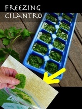 Freezing cilantro with an idea that might knock your socks off! – Fresh ...
