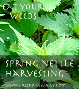 Harvest Tips: Tender Spring Nettles – Fresh Bites Daily