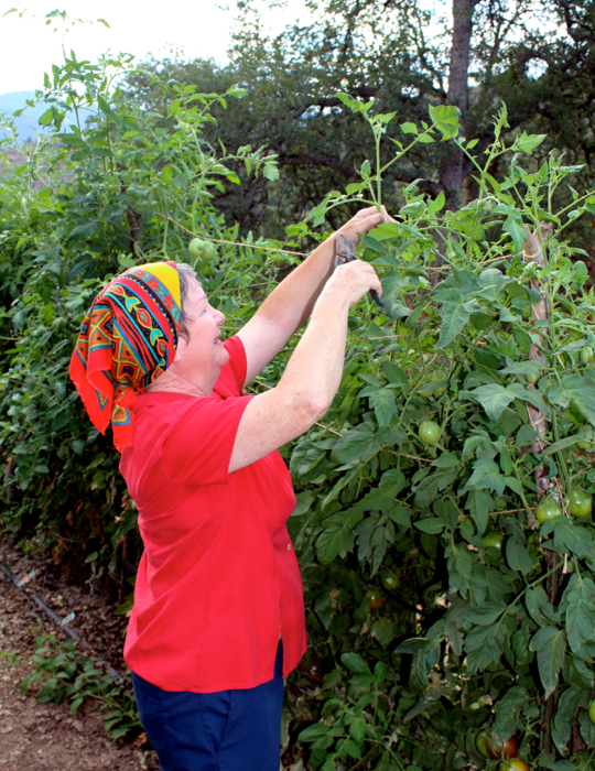 Late Summer Tomato Pruning — Tip to Maximize Fall Yield – Fresh Bites Daily