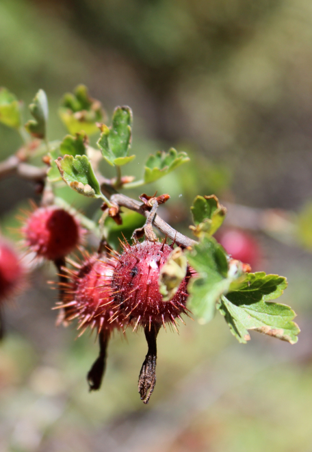 Gooseberry Sampling (and a Syrup Recipe) – Fresh Bites Daily