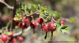 Gooseberry Sampling (and a Syrup Recipe) – Fresh Bites Daily
