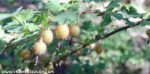 Gooseberry Sampling (and a Syrup Recipe) – Fresh Bites Daily