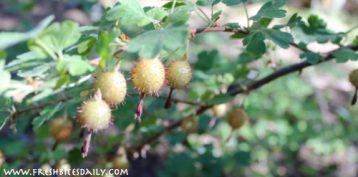 Gooseberry Sampling (and a Syrup Recipe) – Fresh Bites Daily