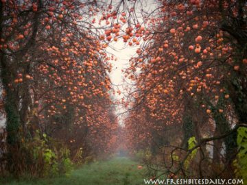 Dry your persimmons in slices and check out how our neighbor dries them ...
