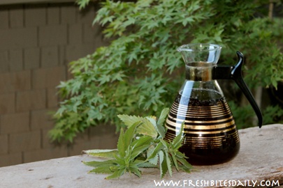 This stinging nettle tea may knock out your seasonal allergies or may ...