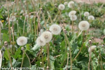 Dandelion Tea for Fluid Retention, Blood Pressure, Blood Sugar, and ...