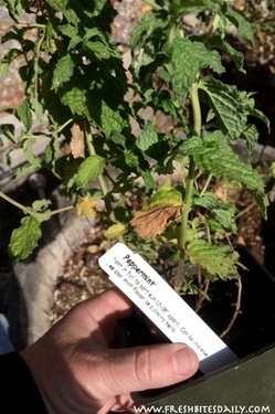 Peppermint Extract: You’re making it all wrong! Two key tips you ...