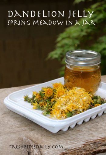 Dandelion jelly — Your springtime meadow in a jar – Fresh Bites Daily