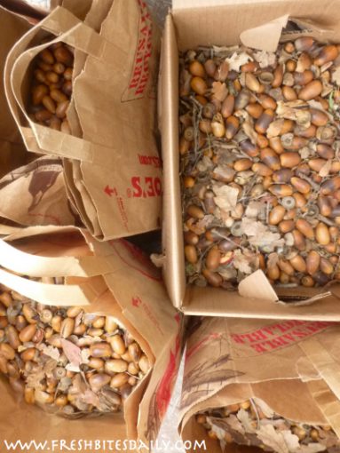 The Acorn Harvest: Acorn Foraging and Recipes – Fresh Bites Daily