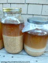 The Acorn Harvest: Acorn Foraging and Recipes – Fresh Bites Daily