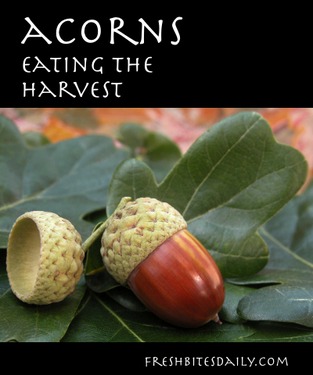 The Acorn Harvest: Acorn Foraging and Recipes – Fresh Bites Daily