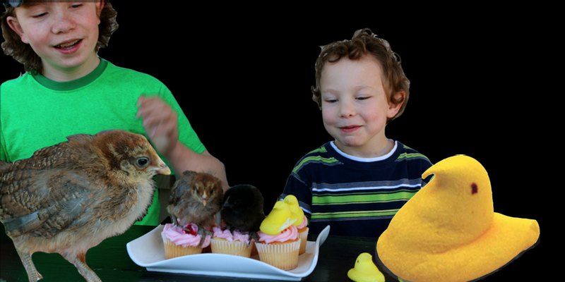 What looks better on a cupcake: A Peep or a live chick? Plus a Peeps ...
